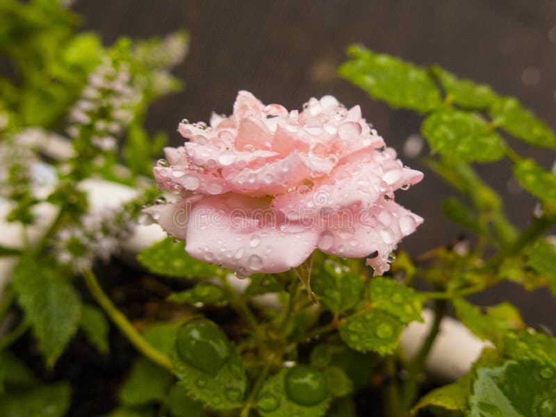 Rose in the rain stock photo. Image of drops, drop, plant - 18445702
