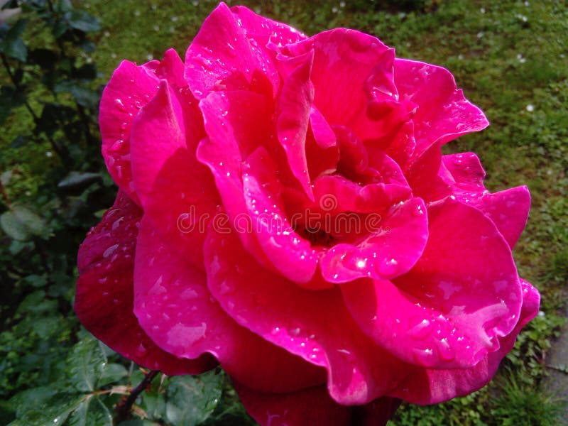 Pink rose and rain drops stock photo. Image of romance - 149359066