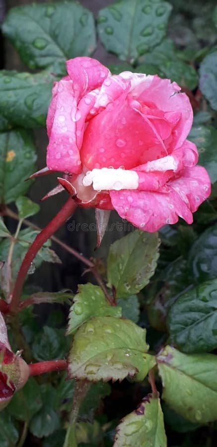 Pink Rose with Rain Drops Foliage Stock Image - Image of water, spring ...