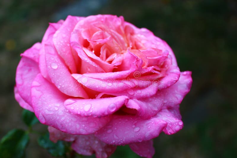 A pink rose after the rain stock photo. Image of plant - 129830408