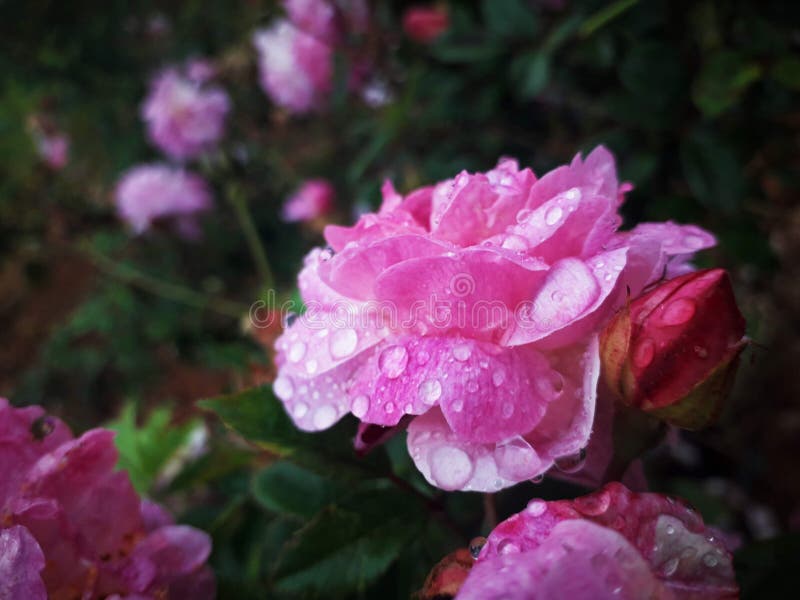 Pink rose in rain stock photo. Image of blossom, wildflower - 271356526