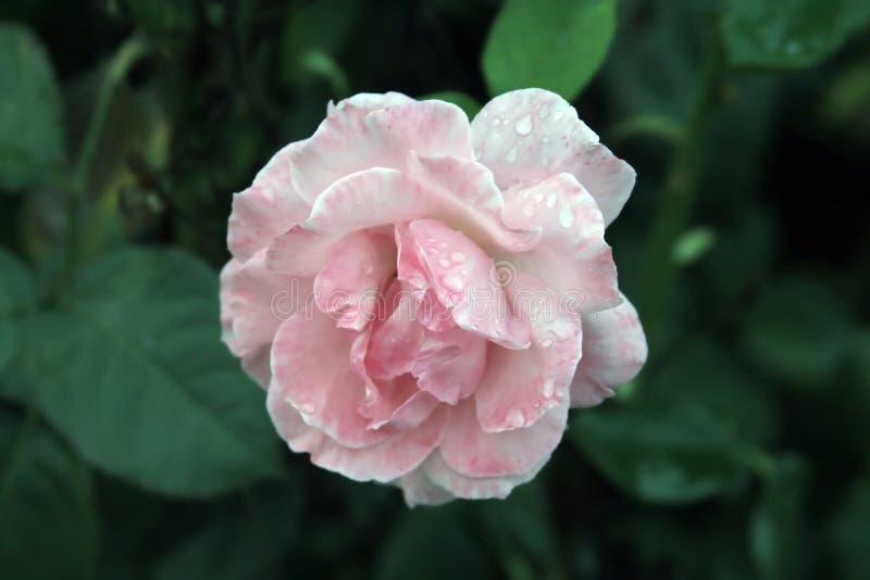 Pink rose in the rain stock image. Image of fresh, morning - 91934957