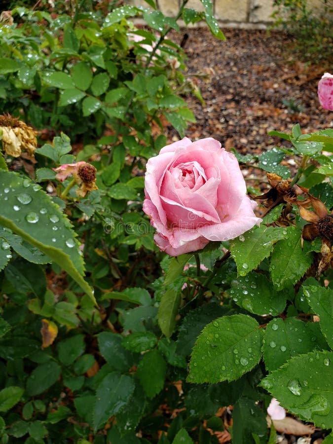 Red rose with raindrops stock photo. Image of closeup - 85454426