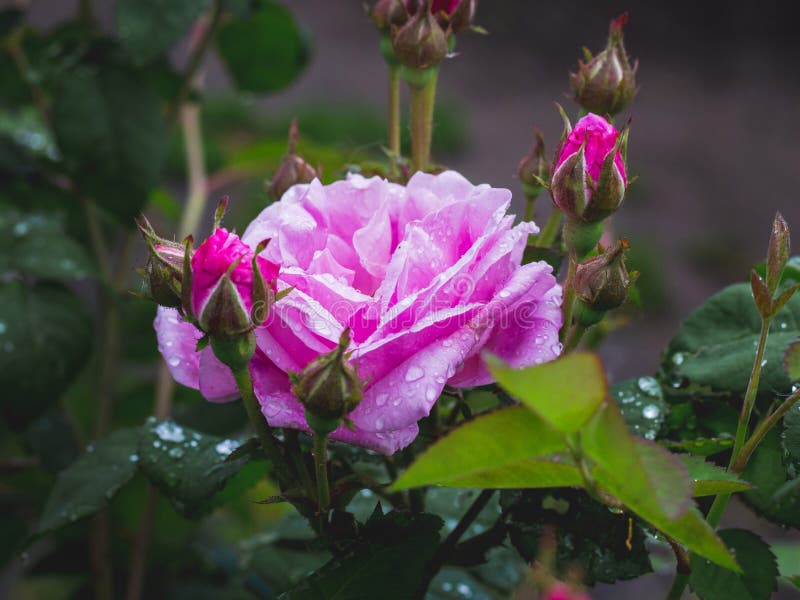 Pink Rose with Raindrops on the Bushes among the Leaves_ Stock Image ...