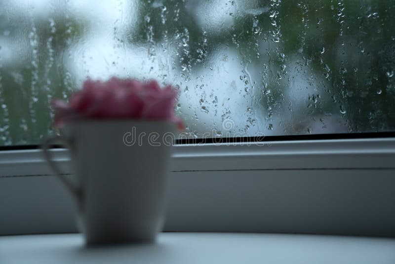 Pink Rose with Raindrops. Rose in a Cup on the Background of a Glass ...