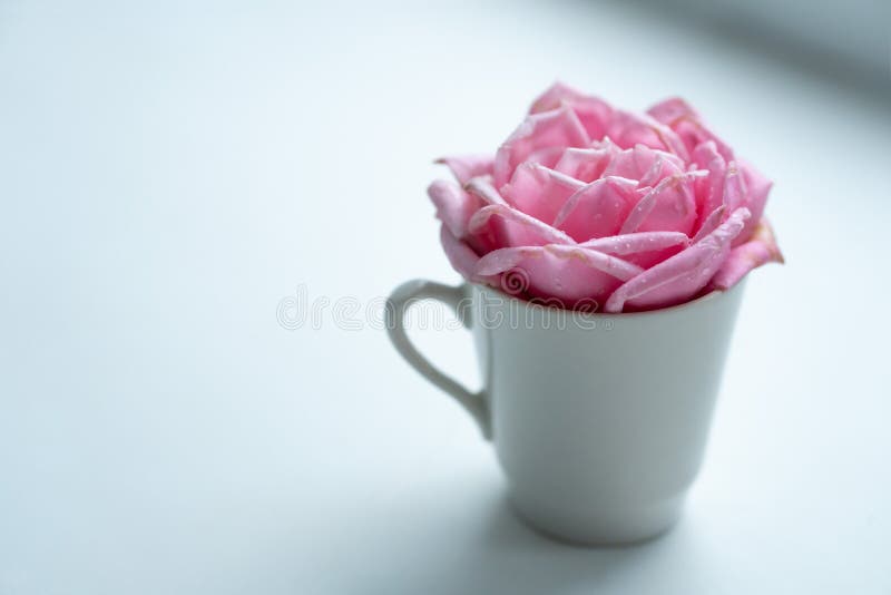 Pink Rose with Raindrops. a Rose in a Cup on a Light Background. Rose ...