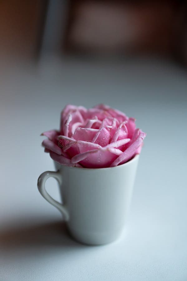 Pink Rose with Raindrops. a Rose in a Cup on a Light Background. Rose ...