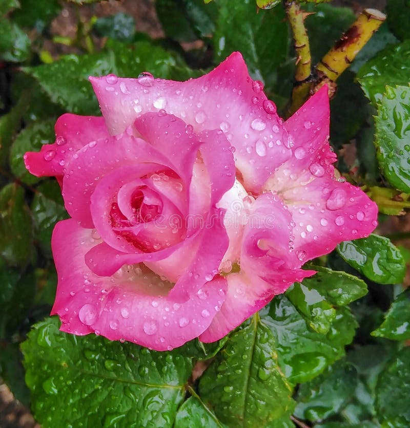 Pink Rose with Raindrops in the Garden. Stock Photo - Image of ...