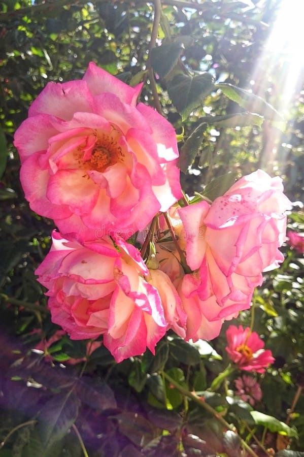 Rose in the Rays of the Sun Stock Image - Image of rays, rose: 137289029