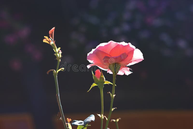 Pink Rose in the Rays of Sunlight Stock Photo - Image of floral ...