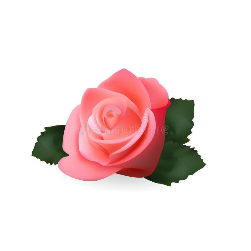 Pink Rose Realistic Icon. Vector Illustration Stock Vector ...