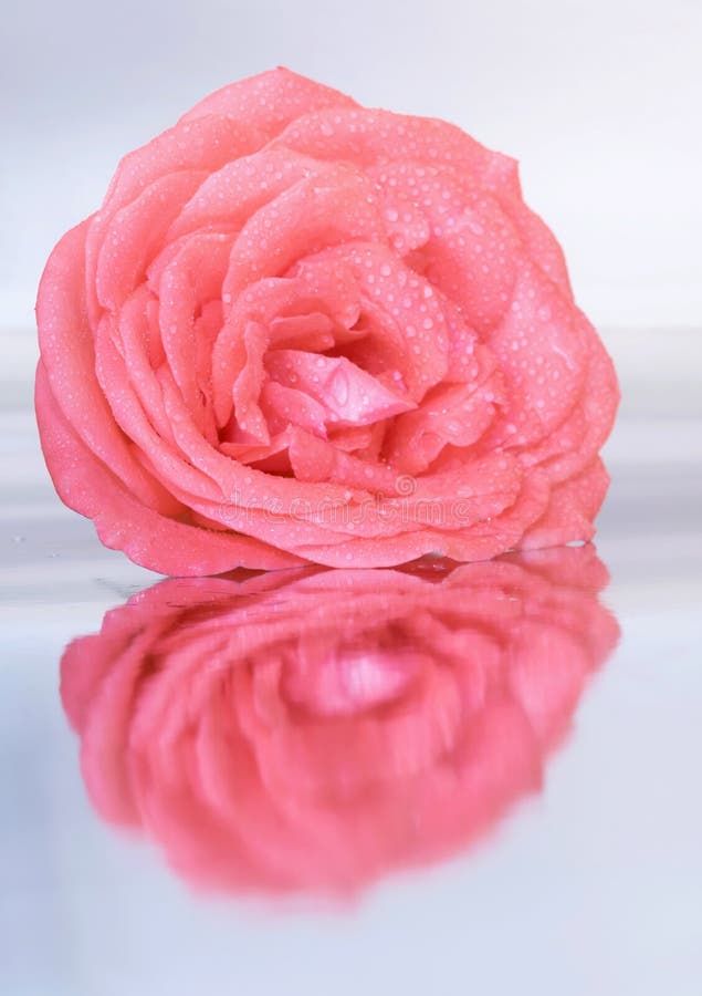 Pink rose reflected stock image. Image of drops, nature - 92718229