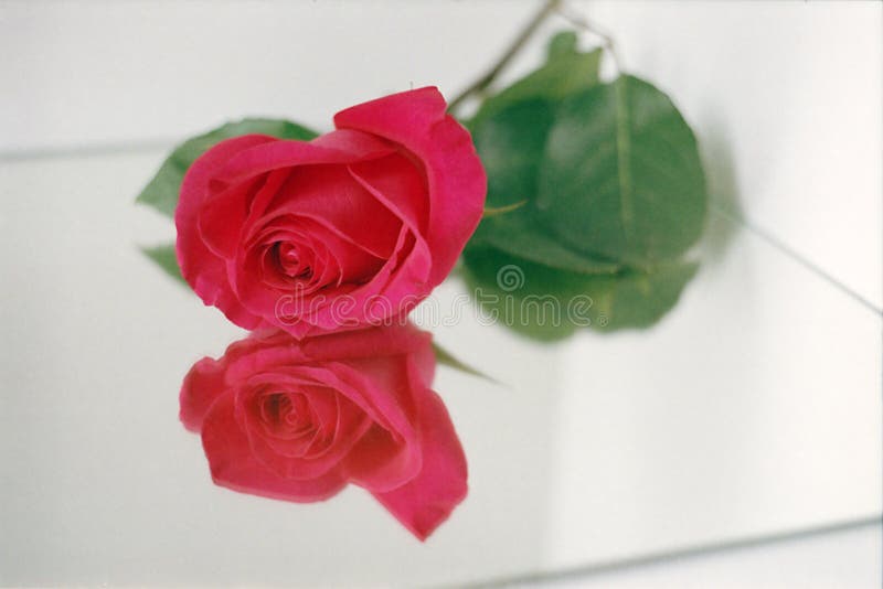 Pink Rose with Reflection on a Light Background. Stock Image - Image of ...