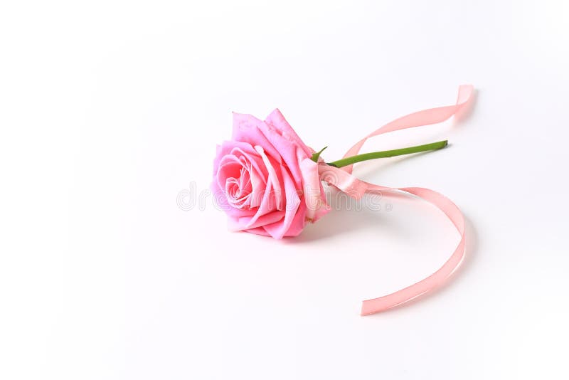 Pink Rose with Pink Ribbon Isolated on White Background Stock Image ...