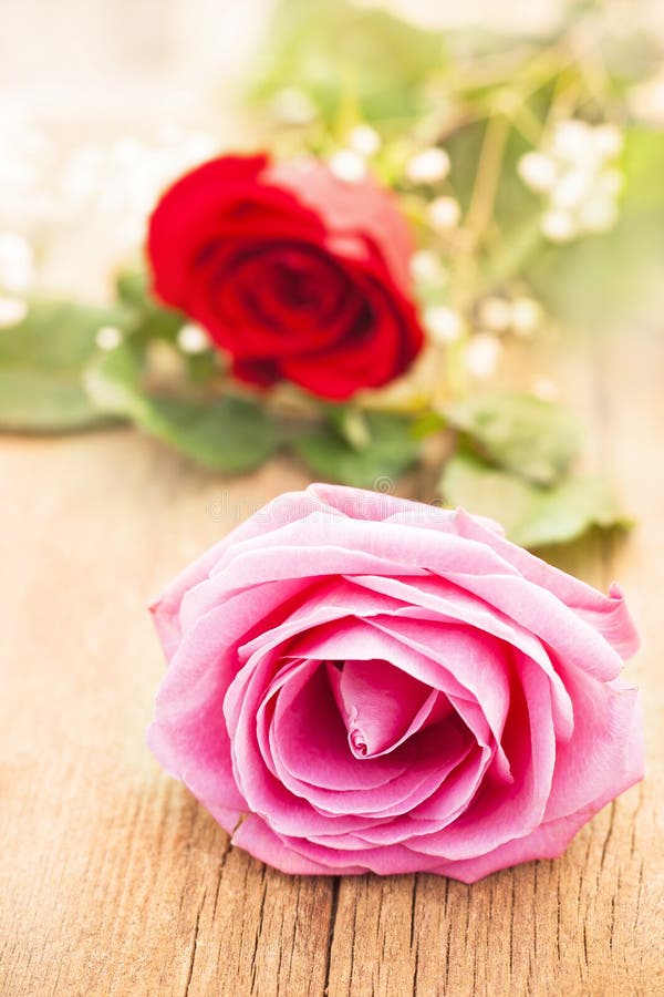 Pink rose stock image. Image of border, flower, holidays - 29749925