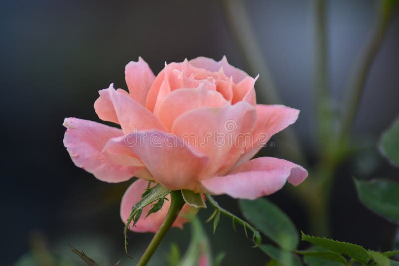 Pink Rose (Rosa) stock image. Image of close, closeup - 266209629