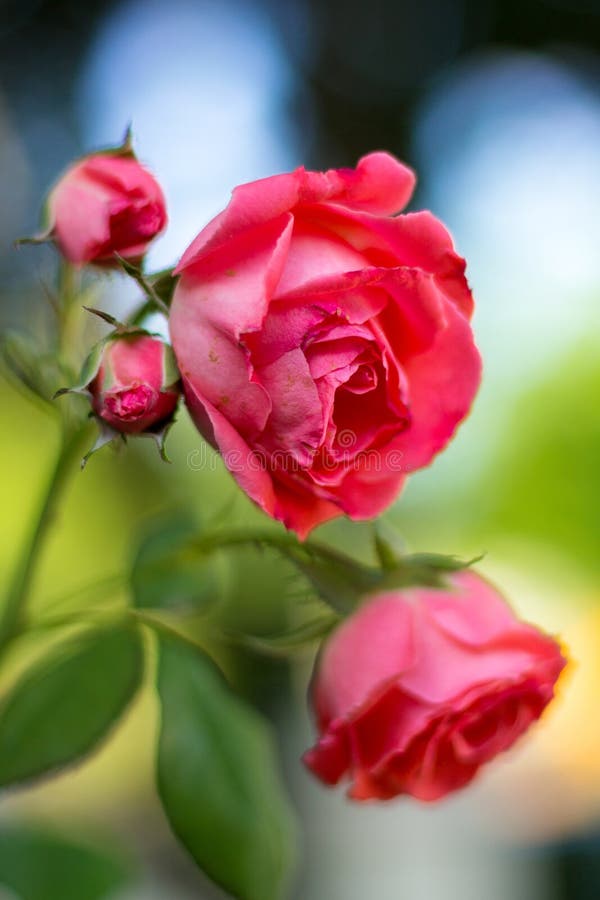 Multipleroses Stock Photos - Free & Royalty-Free Stock Photos from ...