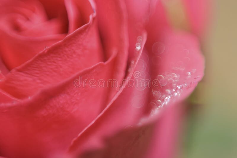 Pink Rose, Side View, Water on the Petals with Bokeh Effect Stock Image ...
