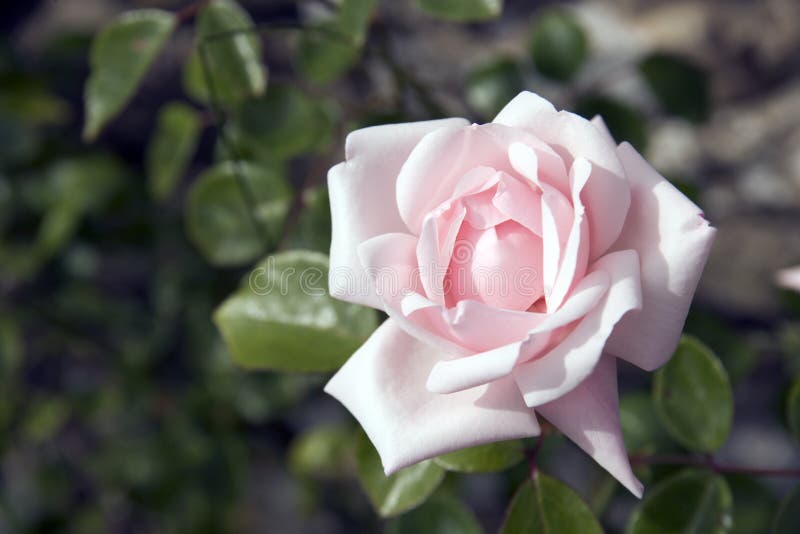 Pink rose stock image. Image of floral, daytime, great - 159244553