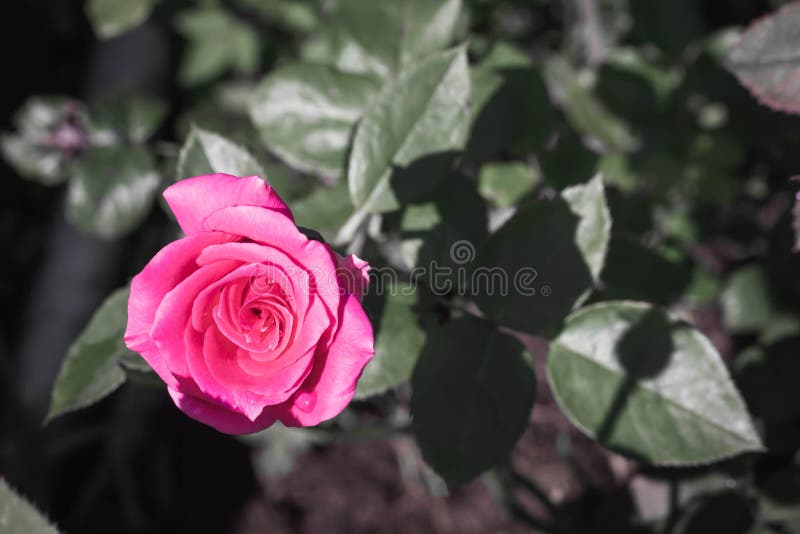 Single Growing Stem of Common Lungwort with Buds and Pink Flowers ...
