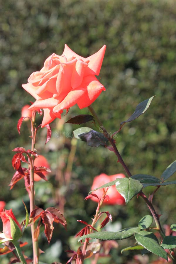 Pink rose stock image. Image of peach, roses, fleur, rose - 62411185