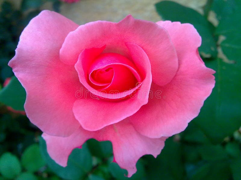 Pink Rose stock image. Image of pink, rose, roses, flower - 103227211