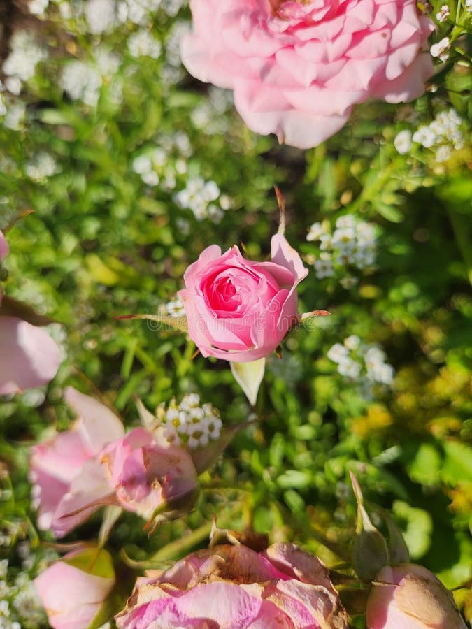 Pink Rose Sitting in the Sunset Stock Photo - Image of plant, rose ...