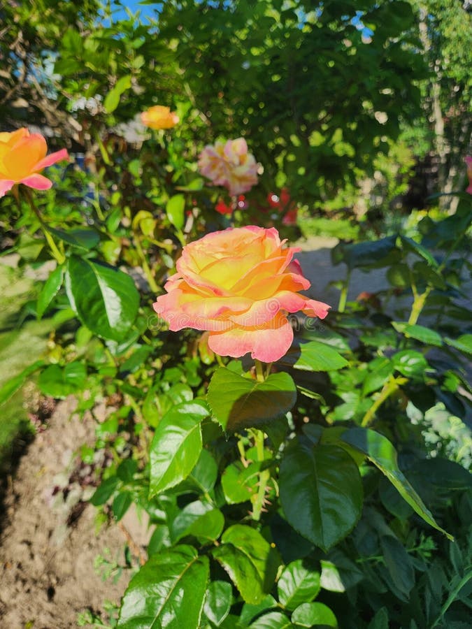 Orange Pink Ombre Rose Sitting in the Sunset Stock Image - Image of ...