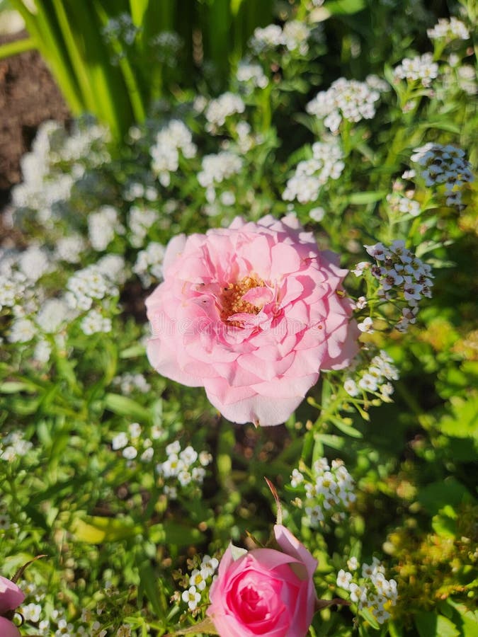 Pink Rose Sitting in the Sunset Stock Photo - Image of blossom, garden ...