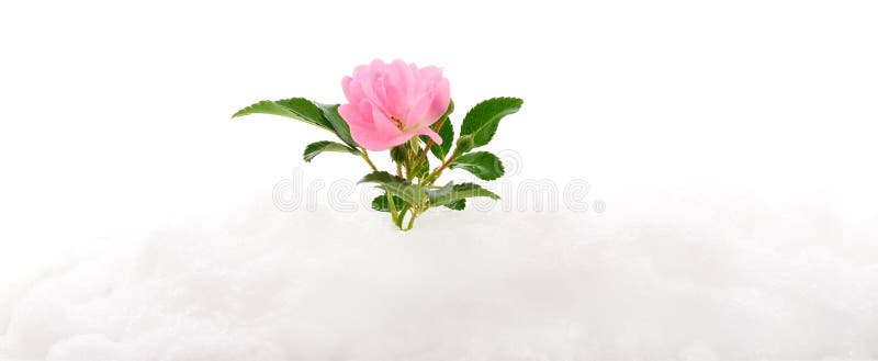 Pink rose on snow stock photo. Image of pink, love, rose - 154242944