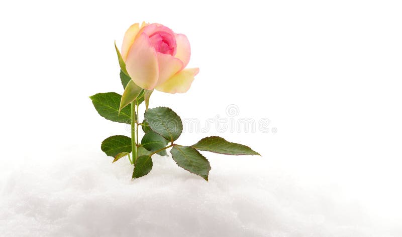 Pink Rose stock photo. Image of nature, studio, flowers - 32518594