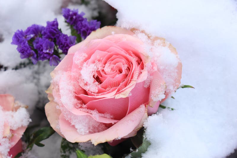 Big pink rose on snow stock image. Image of flora, frost - 23188081