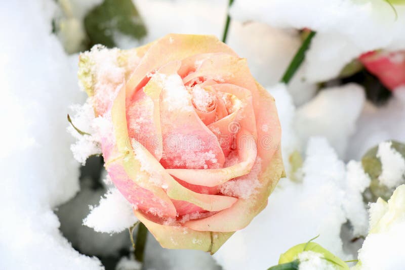 Pink rose in the snow stock image. Image of white, concept - 89795067