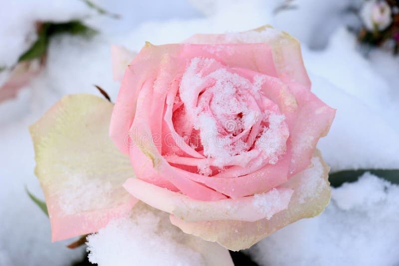 Pink rose in the snow stock photo. Image of frost, flower - 89795304