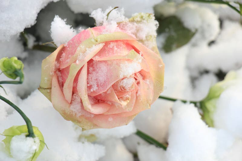 Pink rose in the snow stock photo. Image of blossom, crystal - 98891898