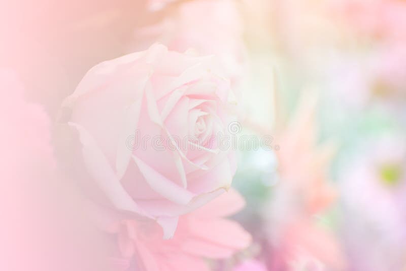 19,316 Soft Focus Rose Background Stock Photos - Free & Royalty-Free ...