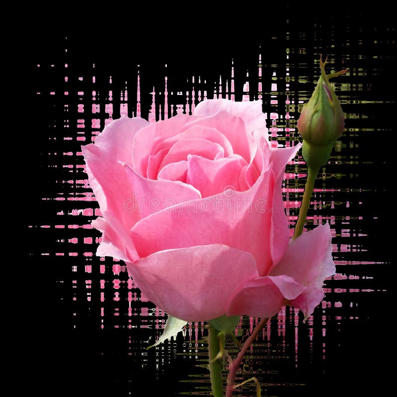 11,826 Rose Splash Stock Photos - Free & Royalty-Free Stock Photos from ...