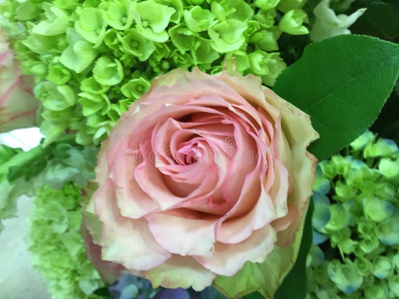 Pink rose at spring stock photo. Image of beautiful - 114412810