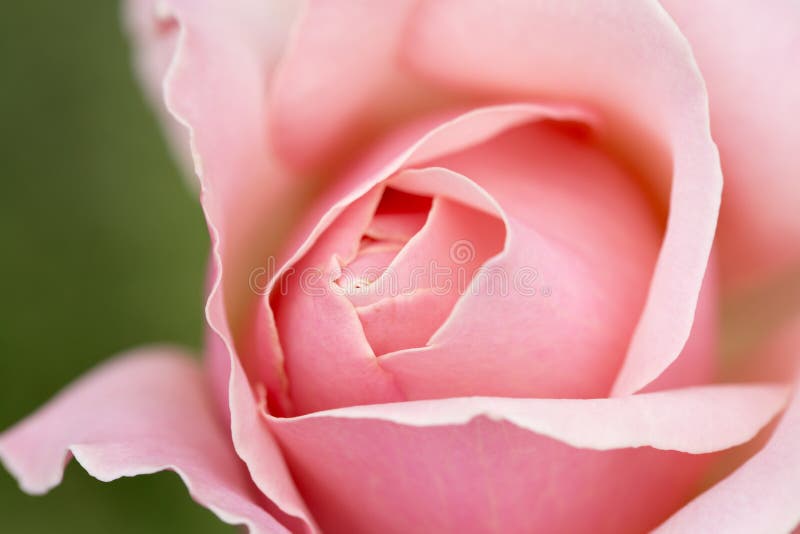 Pink rose in spring garden stock photo. Image of natural - 69602514