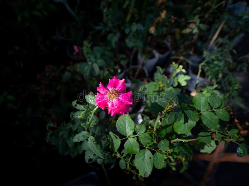Pink Rose Sprinkle Was Refreshing Stock Photo - Image of grow ...