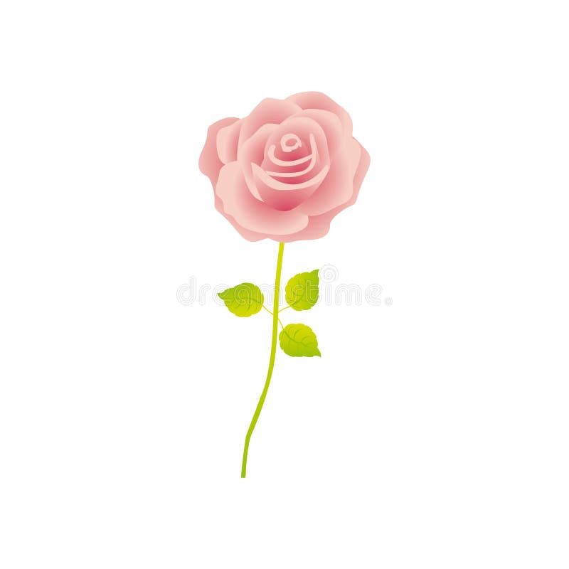 Pink Rose with Stem and Leaves Floral Design Stock Illustration ...