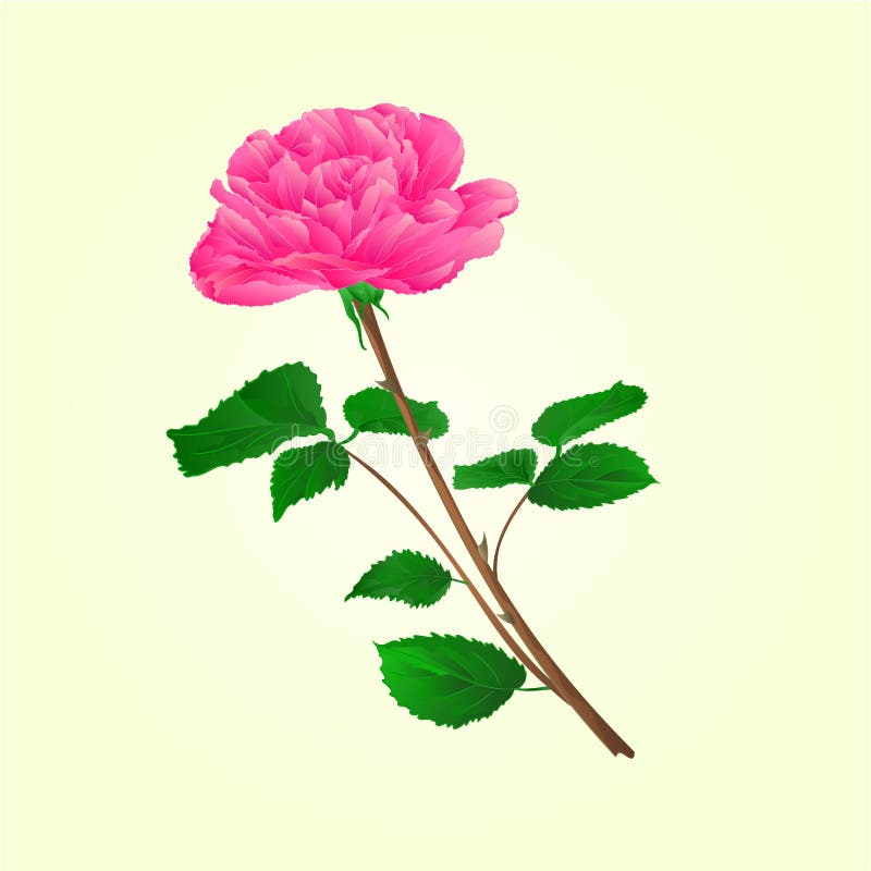 Pink rose stem vector stock vector. Illustration of rose - 72317631