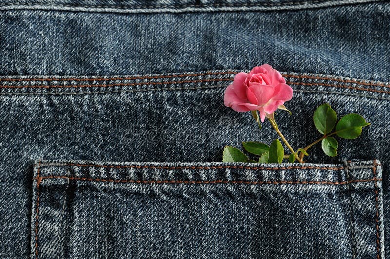 A Pink Rose Sticking Out of a Back Pocket of a Denim Stock Image ...