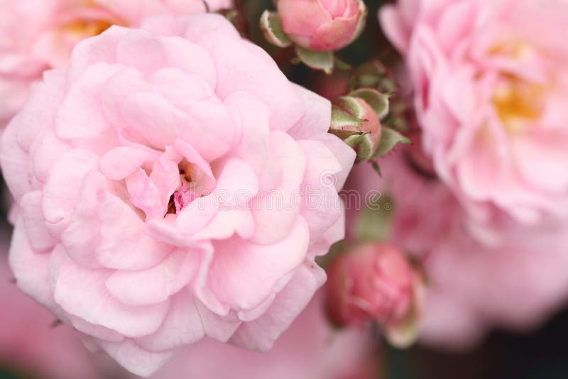 Pink rose in summer stock photo. Image of branch, rose - 223791274