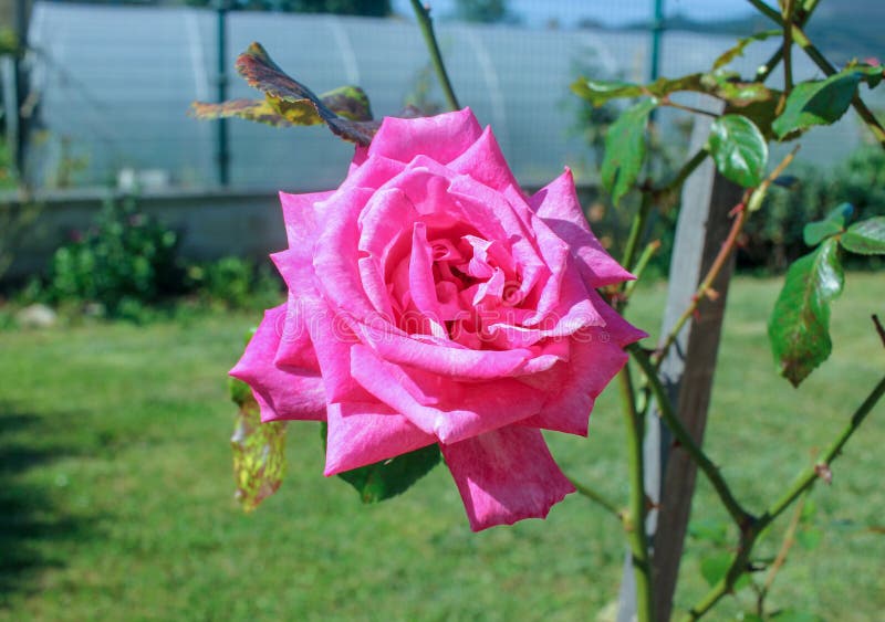 Pink rose in the sun stock image. Image of outside, floral - 251631931