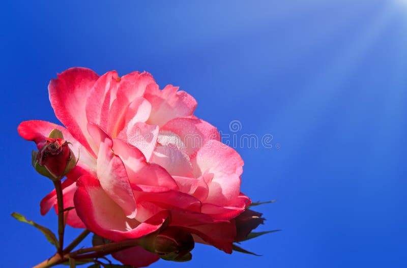 Pink rose and sun. stock image. Image of bloom, pink - 114307909