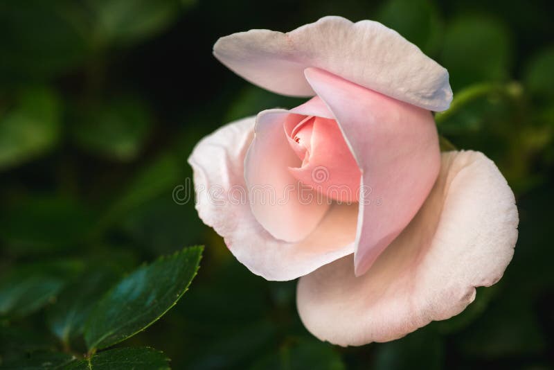 Pink Rose stock image. Image of roses, romantic, photographer - 267843431