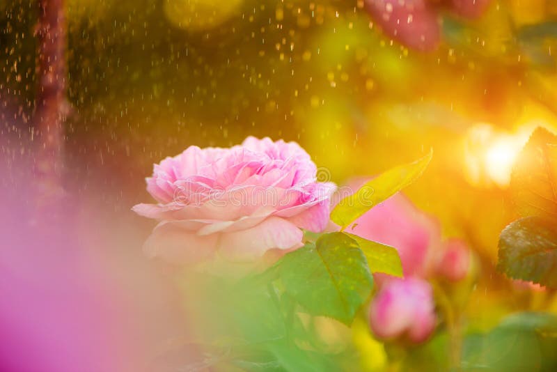 Rose in the rain stock image. Image of nature, moisture, rose - 1599