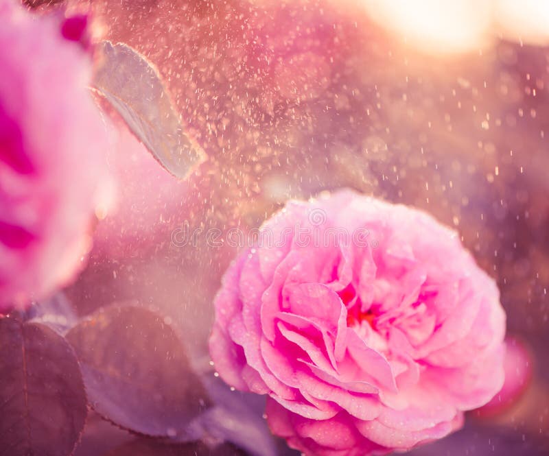 Pink rose at sunset rain stock photo. Image of botany - 55179638