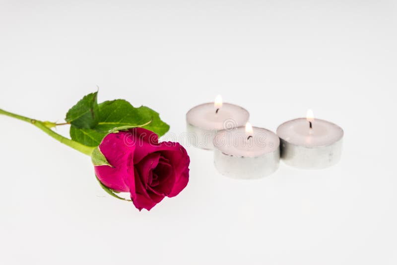 Pink Rose with Tea Light Isolated on White Stock Image - Image of ...